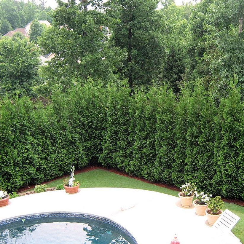 Thuja Full Speed A Hedge® 'American Pillar' – Park Seed