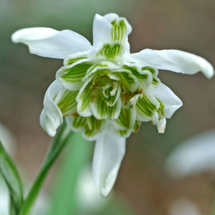 Snowdrop 'Hippolyta' Bulbs – Park Seed