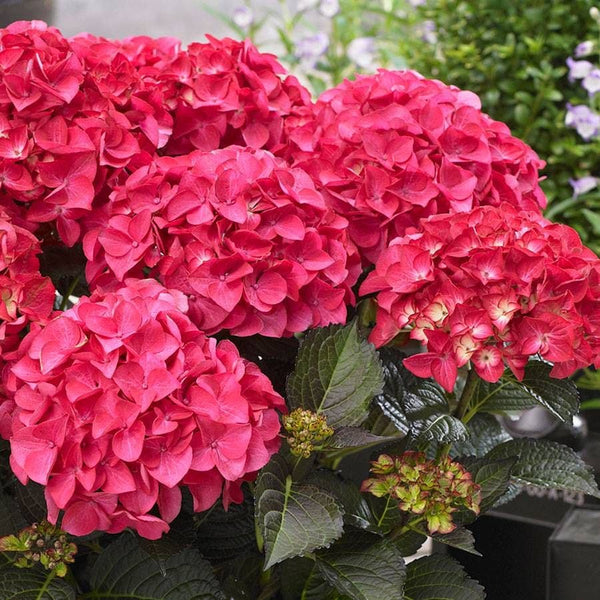 Hydrangea Tuxedo® Red Bigleaf Hydrangea – Park Seed