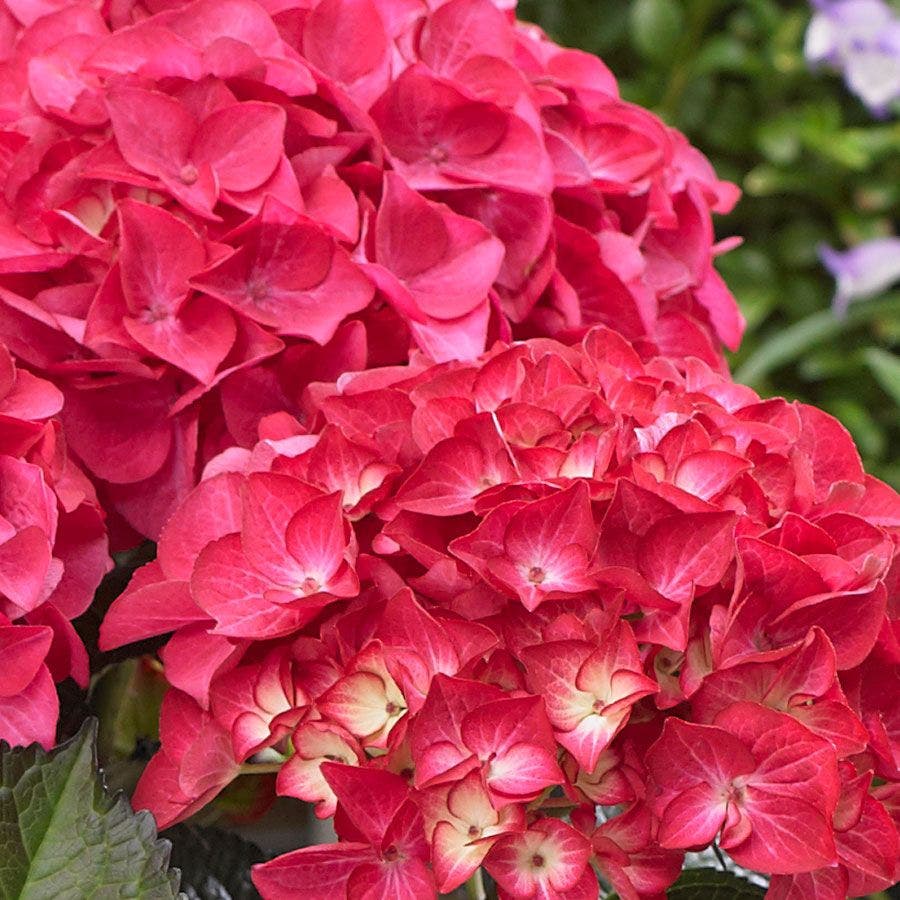 Hydrangea Tuxedo® Red Bigleaf Hydrangea – Park Seed