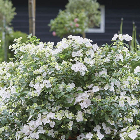 Hydrangea FAIRYTRAIL BRIDE™ Cascade™ – Park Seed