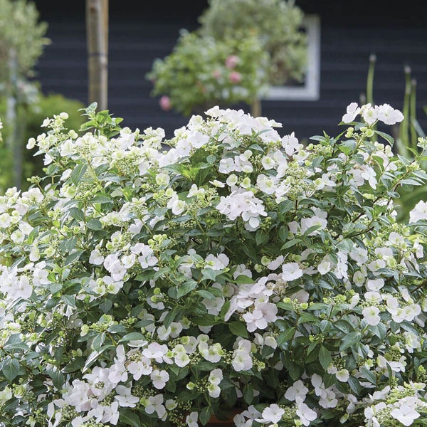 Hydrangea FAIRYTRAIL BRIDE™ Cascade™ – Park Seed