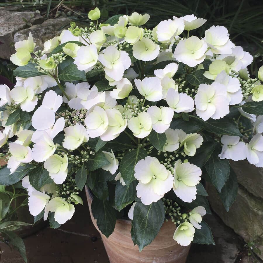 Hydrangea FAIRYTRAIL BRIDE™ Cascade™ – Park Seed