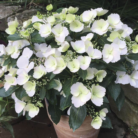 Hydrangea FAIRYTRAIL BRIDE™ Cascade™ – Park Seed