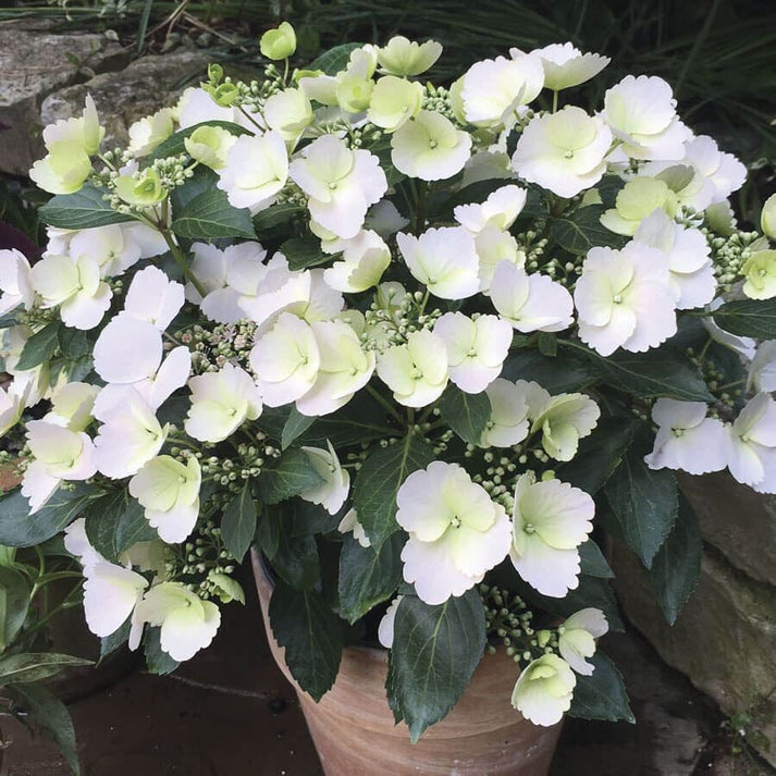 Hydrangea FAIRYTRAIL BRIDE™ Cascade™ – Park Seed