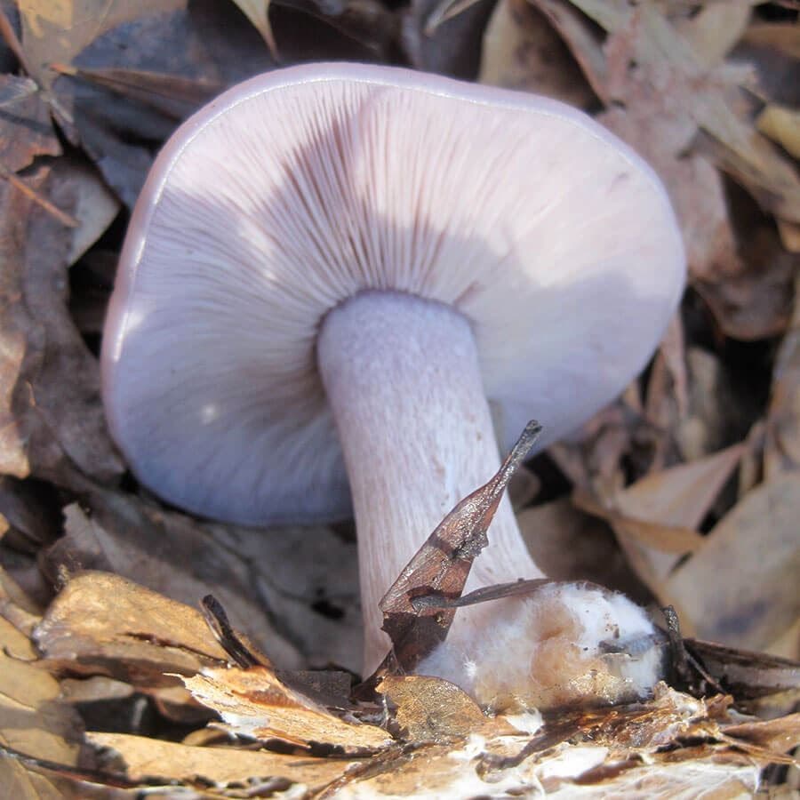 Blewit Mushroom – Park Seed