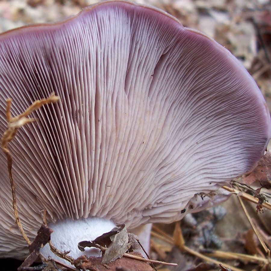 Blewit Mushroom – Park Seed