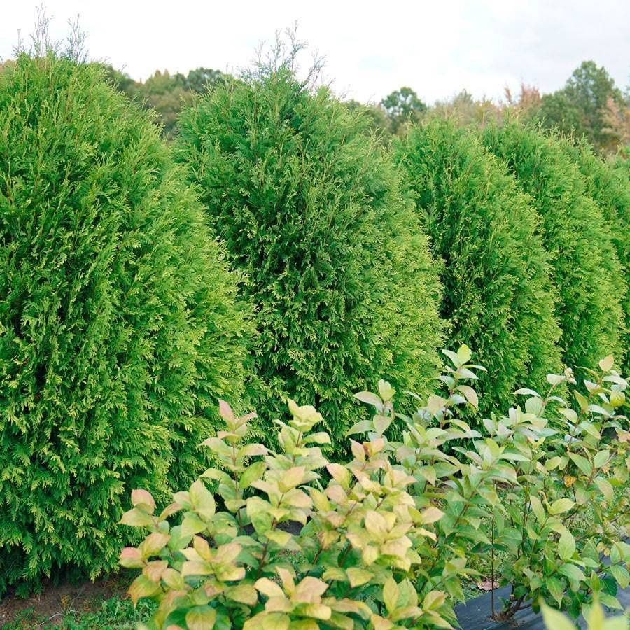 Thuja Cheer Drops™ | Compact Evergreen Shrub – Park Seed