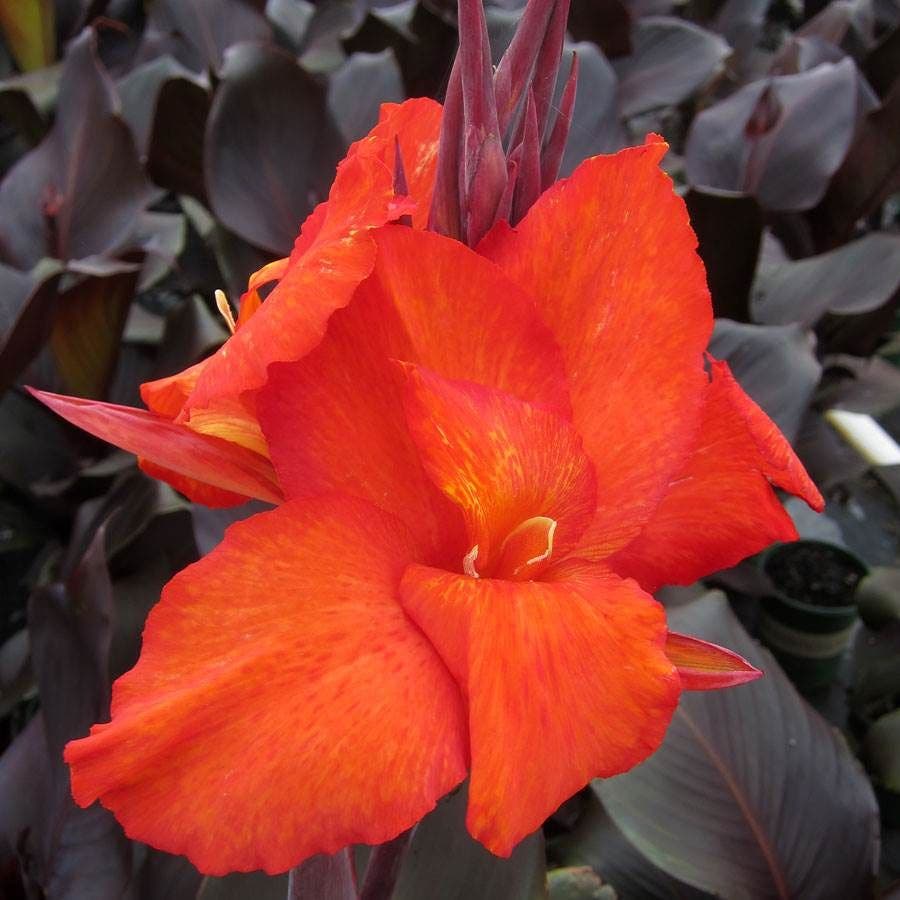 Canna Lily Tropicanna® Black Bulb – Park Seed
