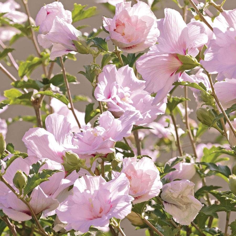 Hibiscus 'Blushing Bride' Rose of Sharon – Park Seed