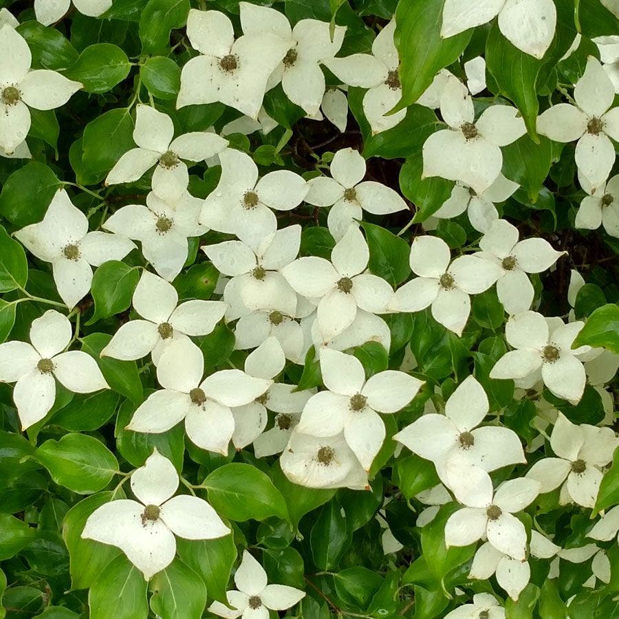 Cornus 'Greensleeves' Dogwood – Park Seed