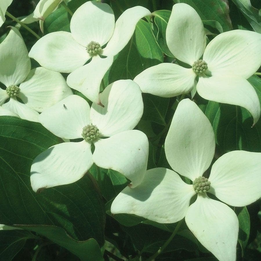 Cornus 'Greensleeves' Dogwood – Park Seed
