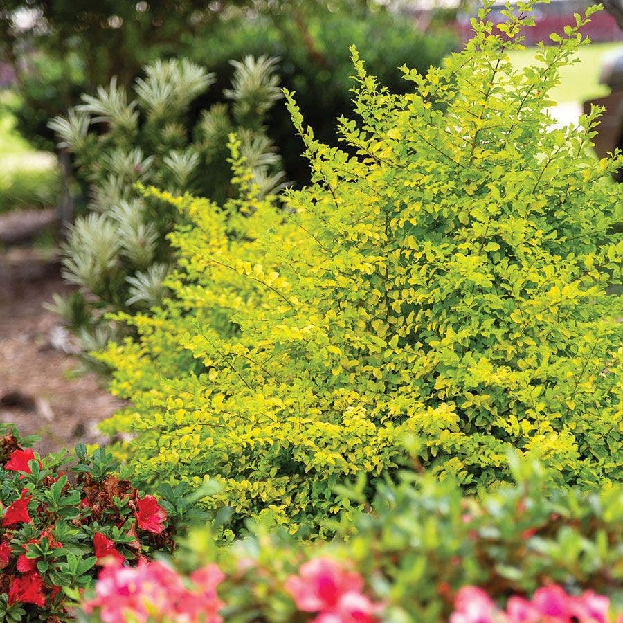 Ligustrum 'Sunshine' Privet – Park Seed