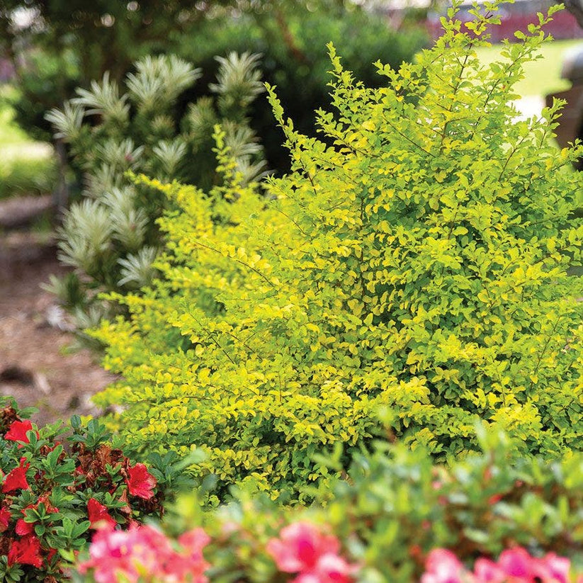 Ligustrum 'Sunshine' Privet – Park Seed