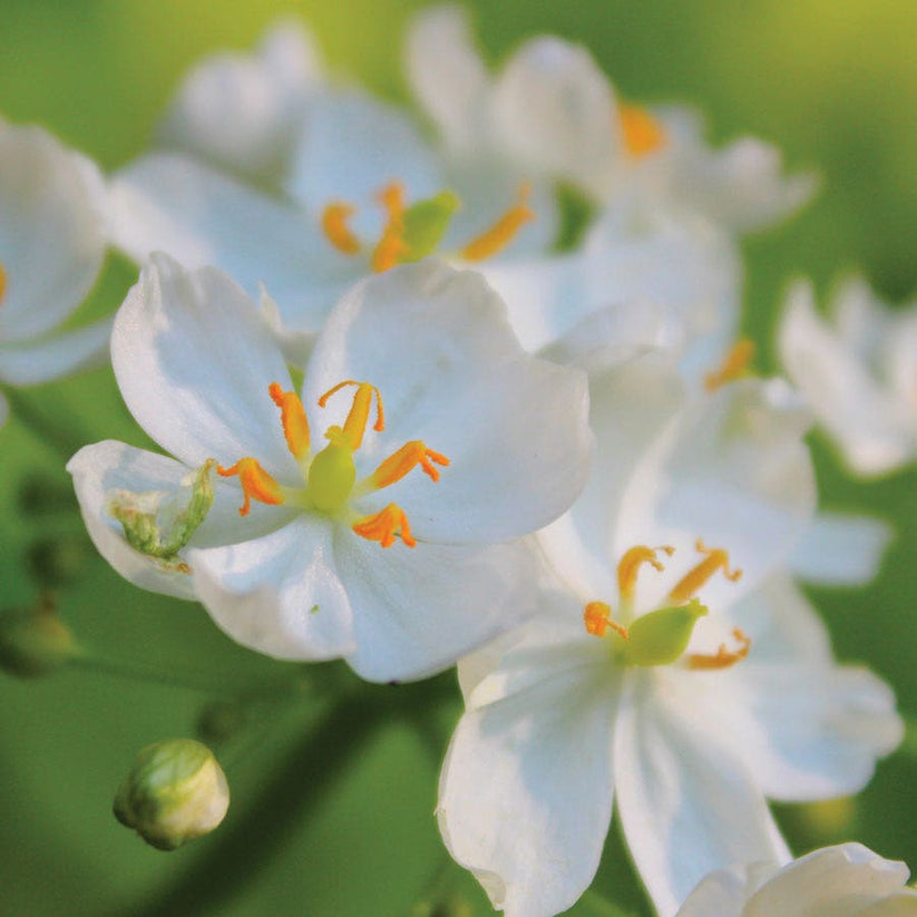 Diphylleia Skeleton Flower – Park Seed