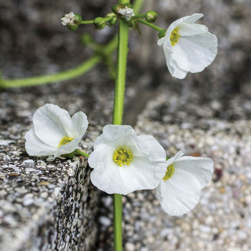 Diphylleia Skeleton Flower – Park Seed