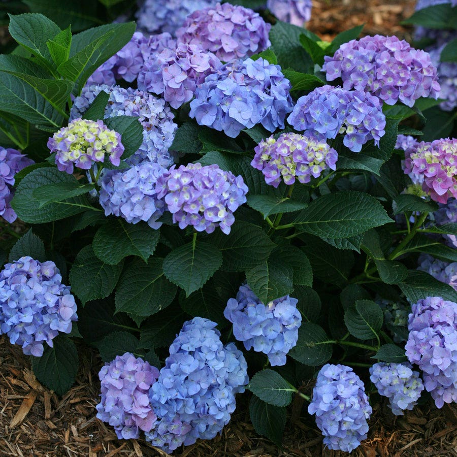 Hydrangea Let's Dance® Blue Jangles® Bigleaf Hydrangea – Park Seed