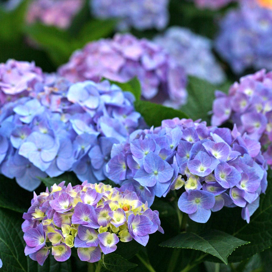 Hydrangea Let's Dance® Blue Jangles® Bigleaf Hydrangea – Park Seed