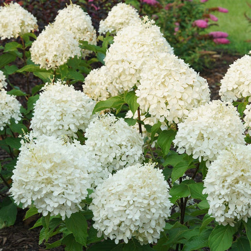 Hydrangea Puffer Fish® Panicle Hydrangea – Park Seed
