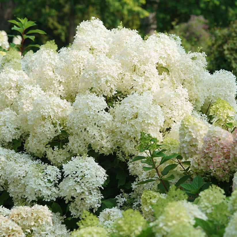 Hydrangea Puffer Fish® Panicle Hydrangea – Park Seed
