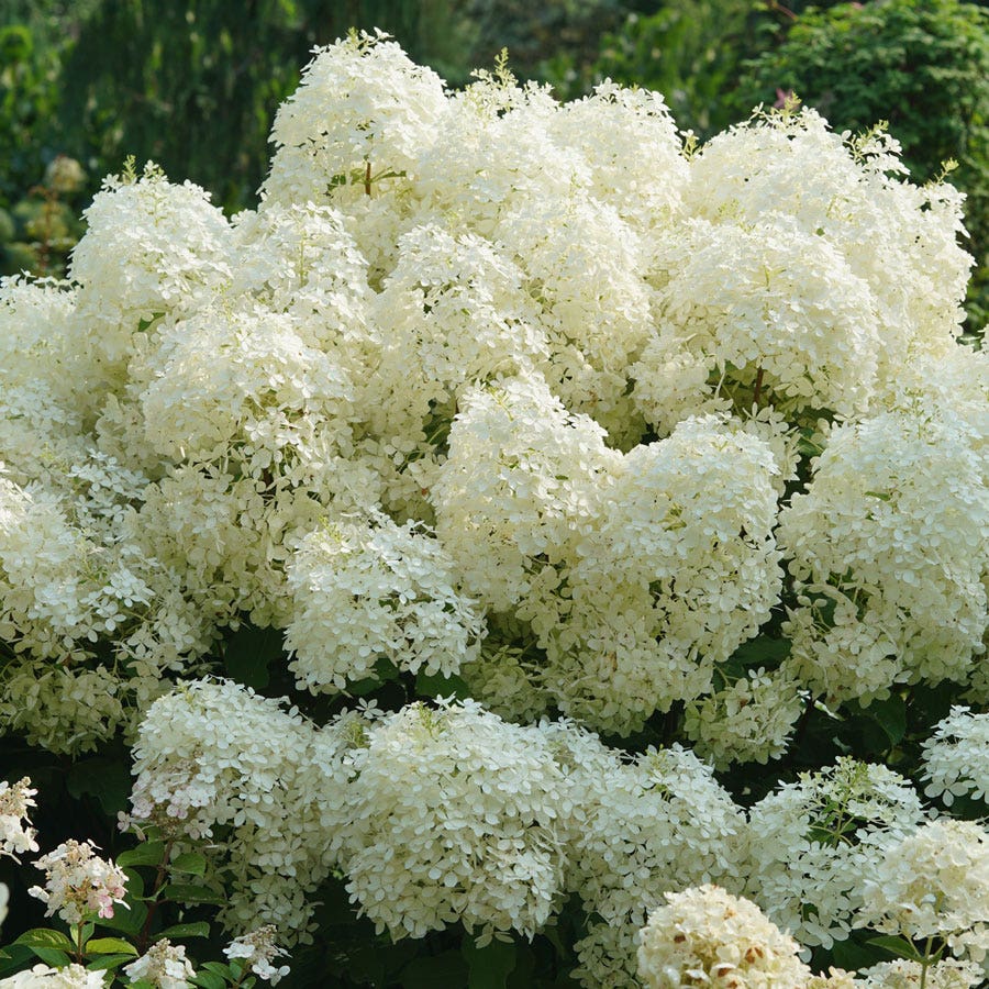 Hydrangea Puffer Fish® Panicle Hydrangea – Park Seed