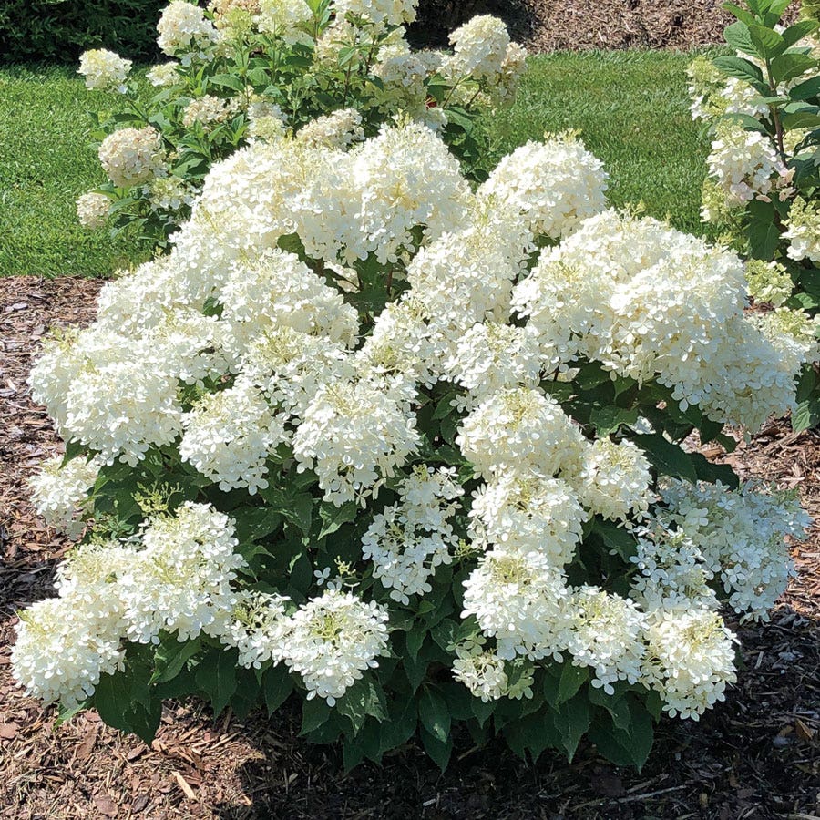 Hydrangea Puffer Fish® Panicle Hydrangea – Park Seed