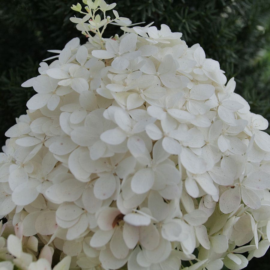 Hydrangea Puffer Fish® Panicle Hydrangea – Park Seed