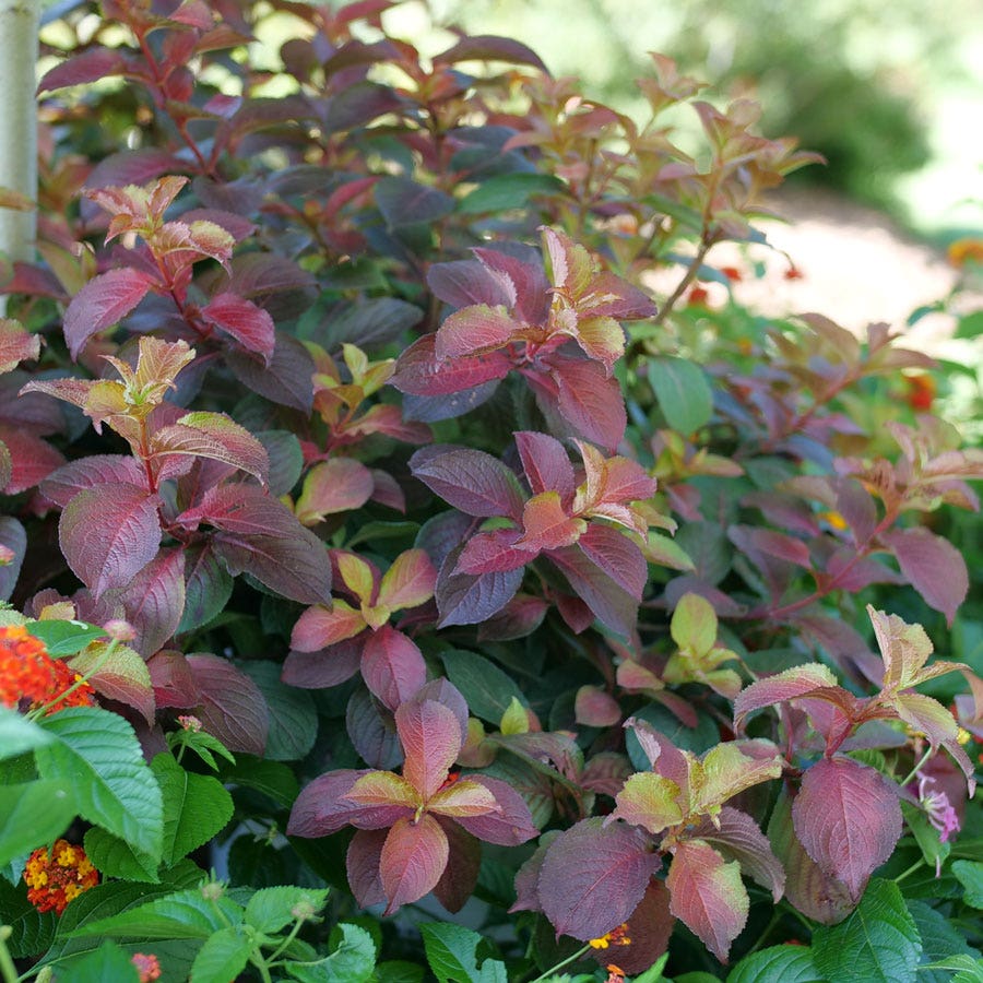 Weigela Midnight Sun™ – Park Seed