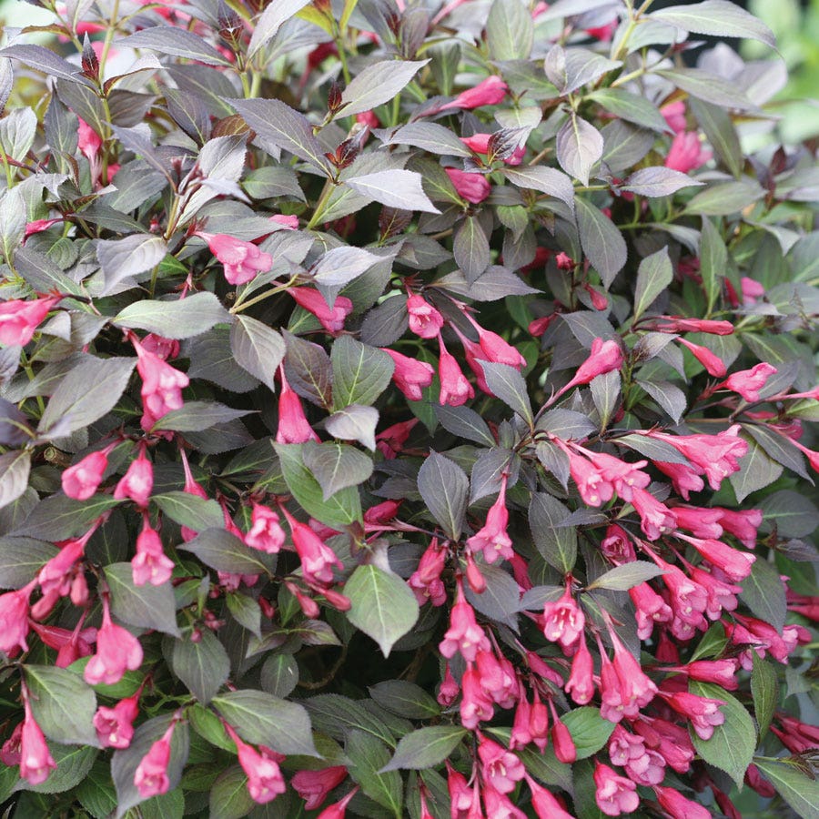 Weigela Midnight Wine Shine® – Park Seed