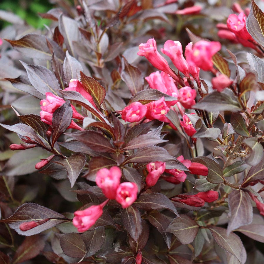 Weigela Midnight Wine Shine® – Park Seed