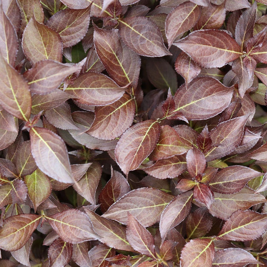 Weigela Midnight Wine Shine® – Park Seed