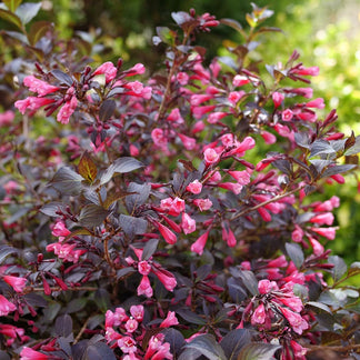 Weigela Very Fine Wine® – Park Seed