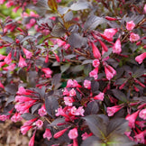 Weigela Very Fine Wine® – Park Seed