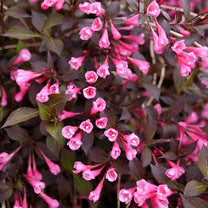 Weigela Very Fine Wine® – Park Seed