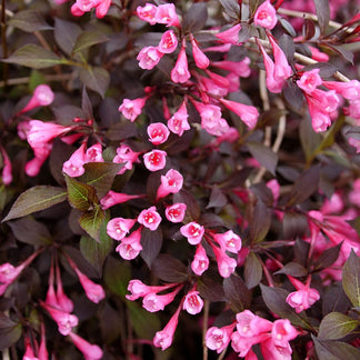 Weigela Very Fine Wine® – Park Seed