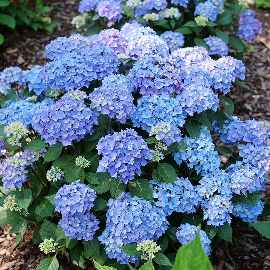 Hydrangea Let's Dance Lovable™ Bigleaf Hydrangea – Park Seed