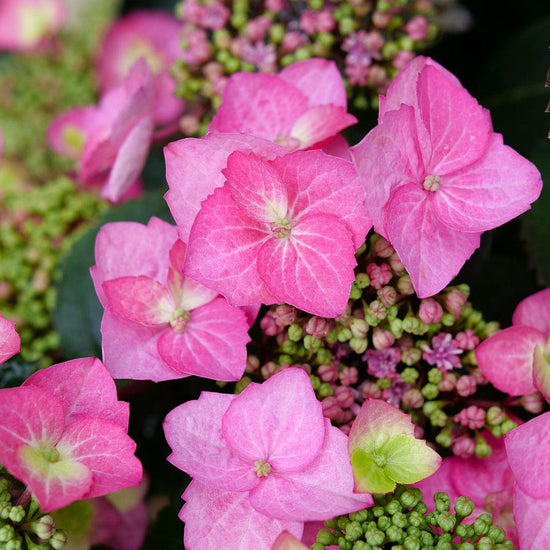 Hydrangea Tuff Stuff Top Fun™ Mountain Hydrangea – Park Seed