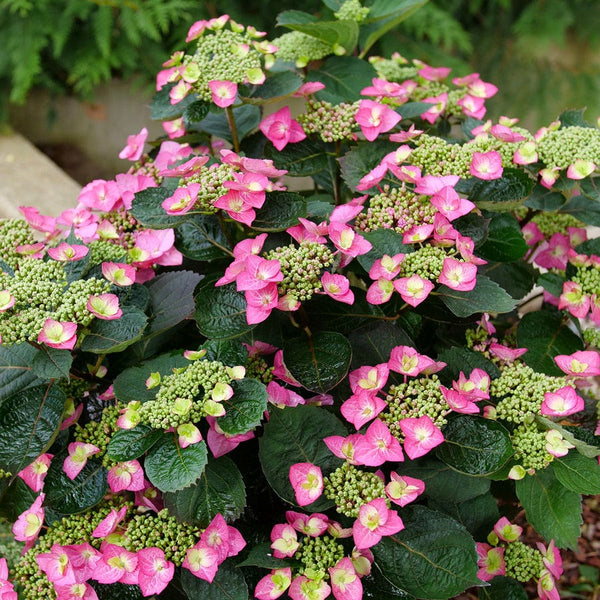 Hydrangea Tuff Stuff Top Fun™ Mountain Hydrangea – Park Seed