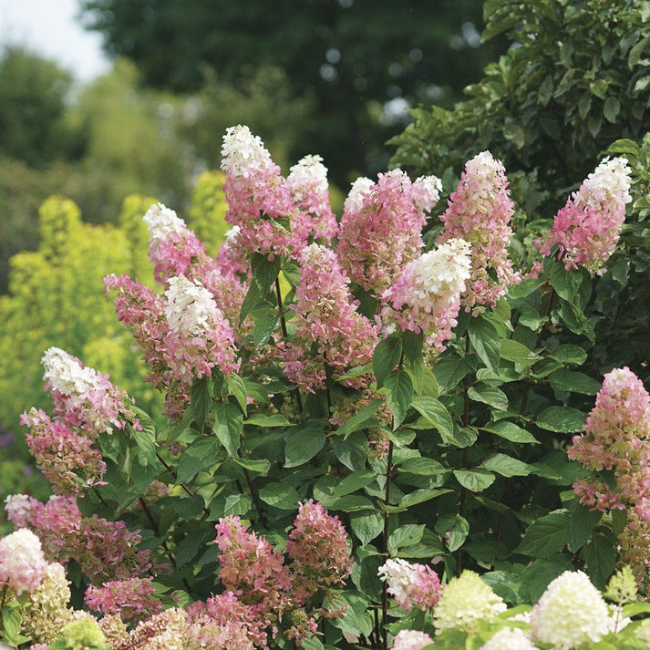 Hydrangea Pinky Winky Prime™ Panicle Hydrangea – Park Seed