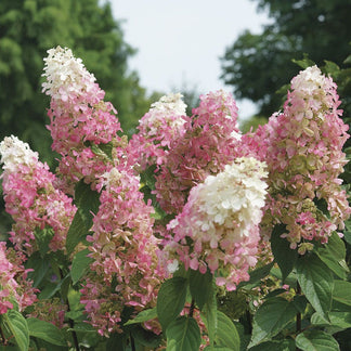 Hydrangea Pinky Winky Prime™ Panicle Hydrangea – Park Seed