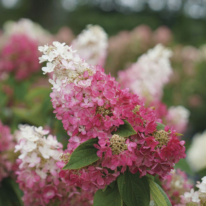 Hydrangea Pinky Winky Prime™ Panicle Hydrangea – Park Seed