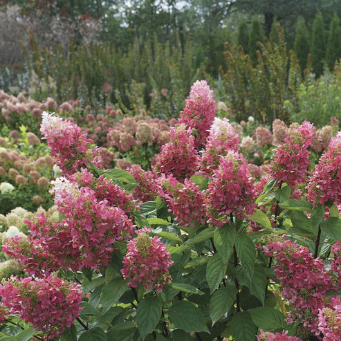 Hydrangea Pinky Winky Prime™ Panicle Hydrangea – Park Seed