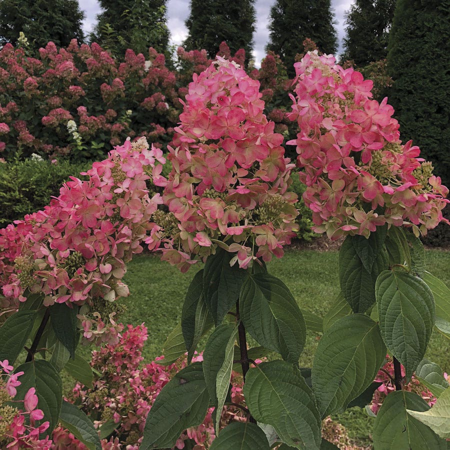 Hydrangea Pinky Winky Prime™ Panicle Hydrangea – Park Seed