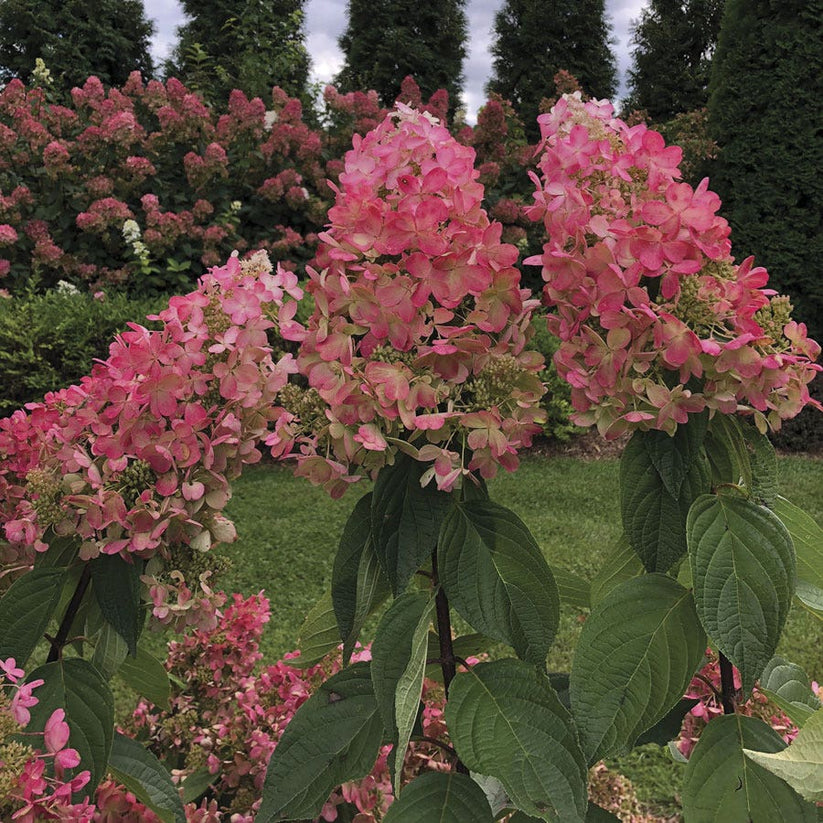 Hydrangea Pinky Winky Prime™ Panicle Hydrangea – Park Seed