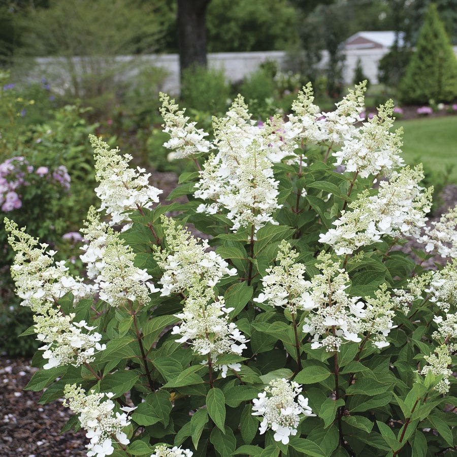 Hydrangea Pinky Winky Prime™ Panicle Hydrangea – Park Seed