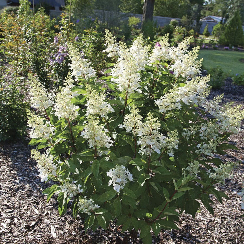 Hydrangea Pinky Winky Prime™ Panicle Hydrangea – Park Seed