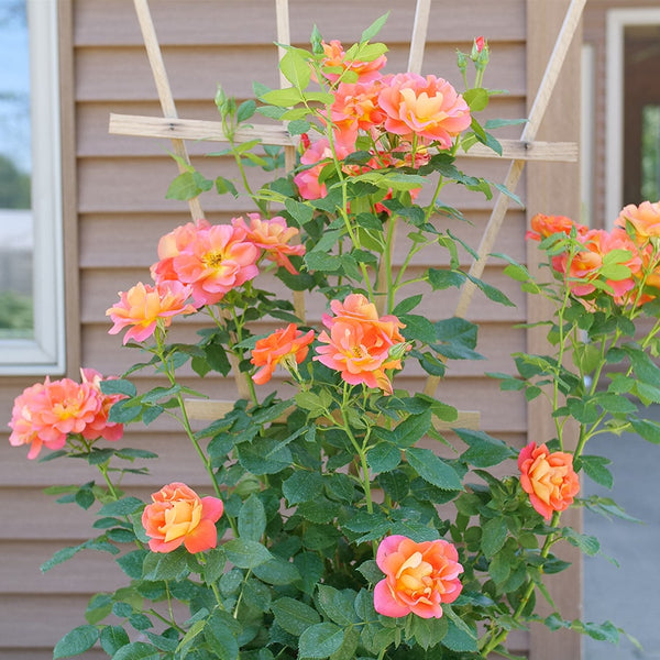 Rosa Rise Up Emberays™ Climbing Rose – Park Seed