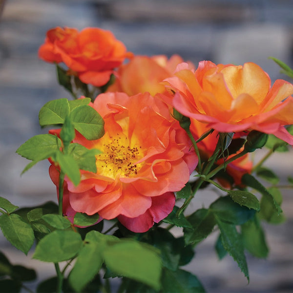 Rosa Rise Up Emberays™ Climbing Rose – Park Seed