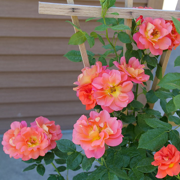 Rosa Rise Up Emberays™ Climbing Rose – Park Seed