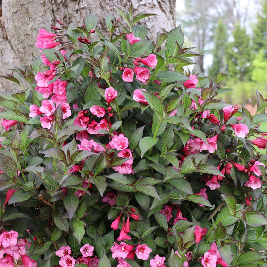 Weigela Sonic Bloom Wine™ – Park Seed